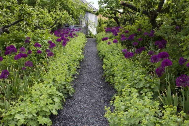 10 Interesting Edging Plants For Your Garden Borders