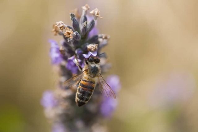 10 Interesting Edging Plants For Your Garden Borders