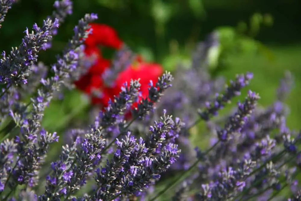 12 Long Blooming Plants That Flower All Summer & Beyond