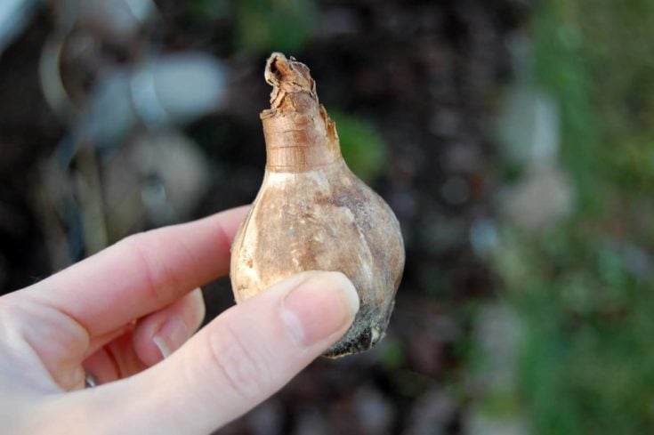 7 Gorgeous Spring-Blooming Bulbs to Plant This Fall