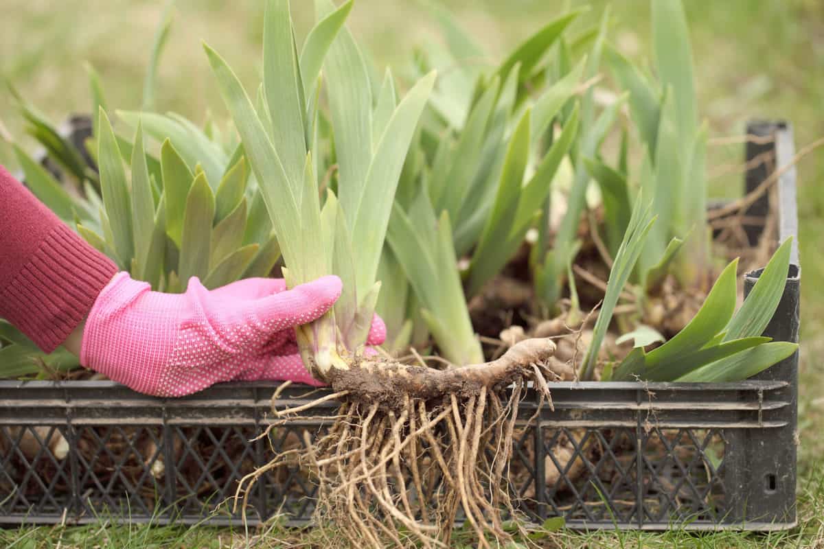 23 Beautiful Perennial Flowers to Plant This Fall