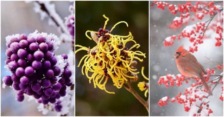 20+ Trees, Shrubs & Perennials For A Spectacular Winter Garden