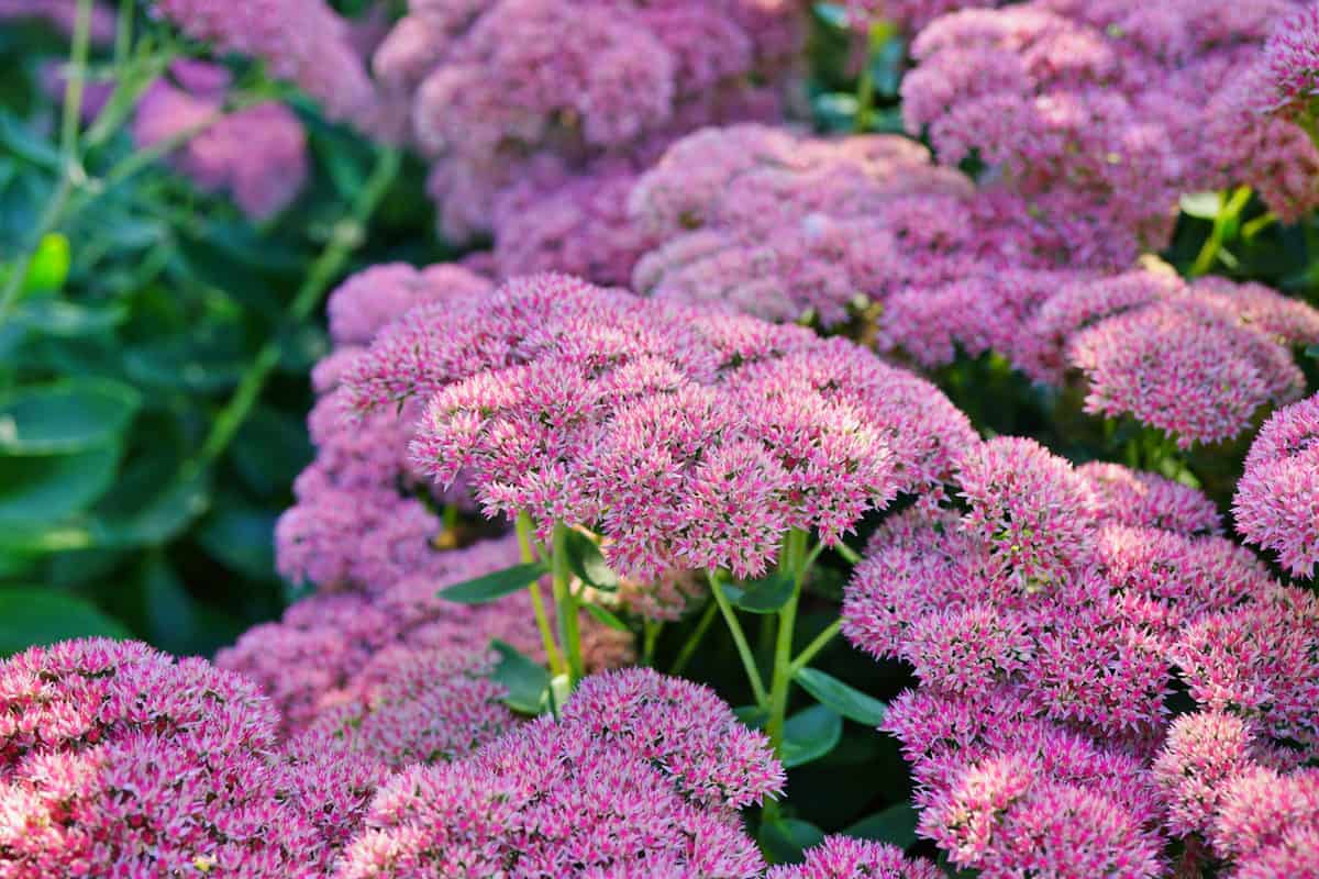 12 Fall Flowering Perennials to Brighten Up The Autumn Backyard
