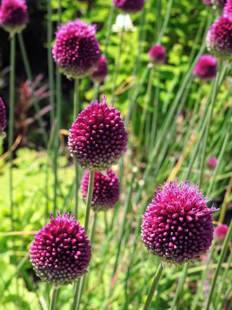 Planting Allium Bulbs & 15 Stunning Varieties To Try