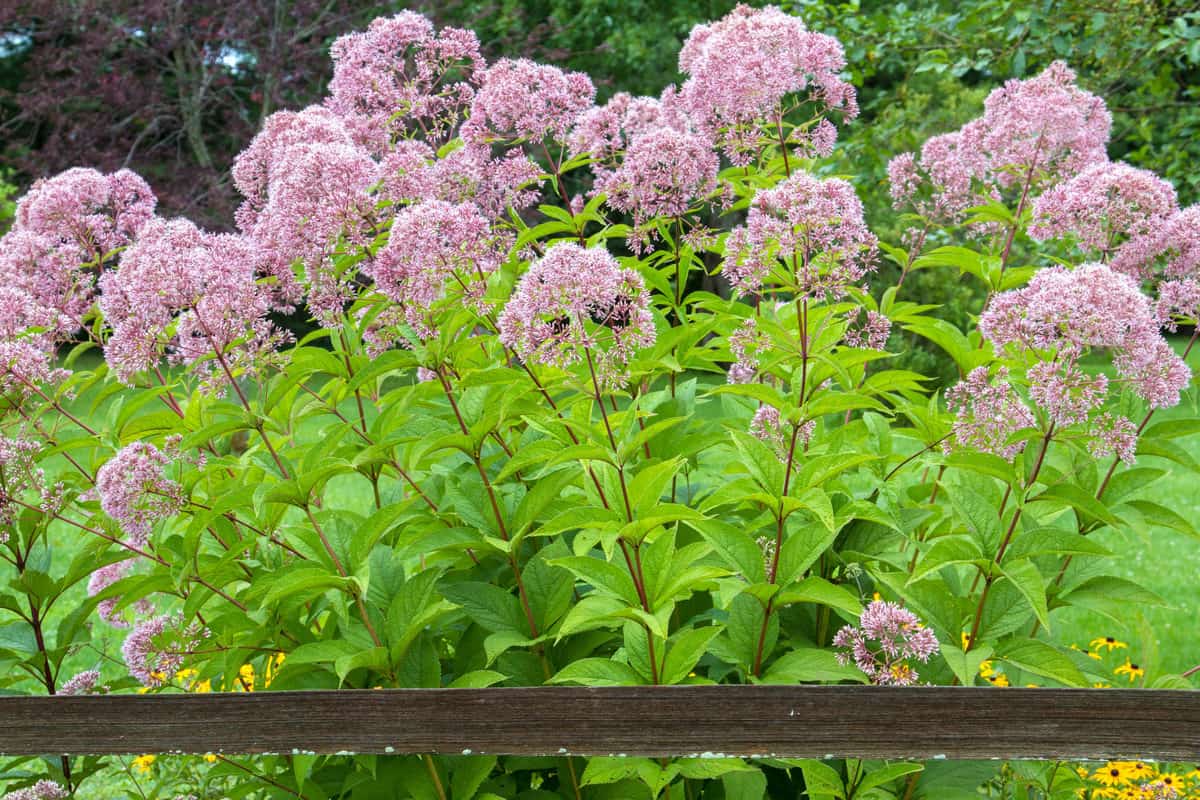 12 Fall Flowering Perennials to Brighten Up The Autumn Backyard
