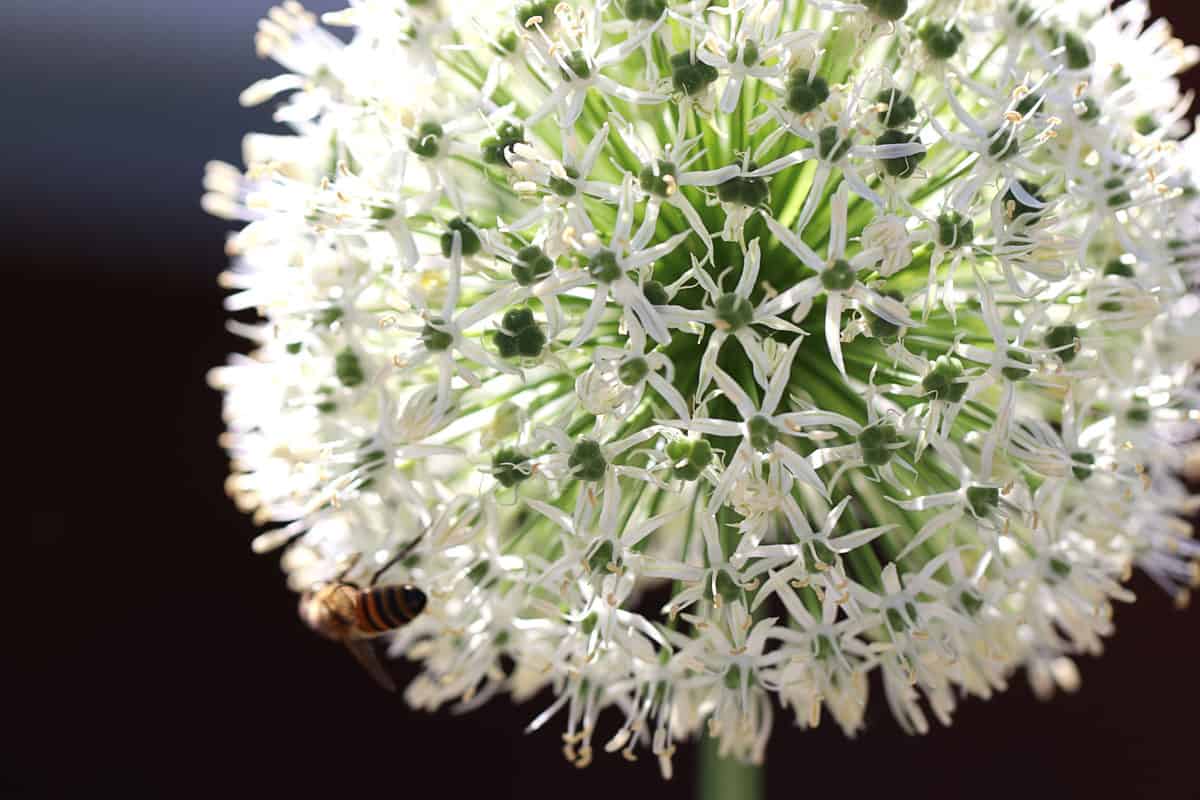 Planting Allium Bulbs & 15 Stunning Varieties To Try
