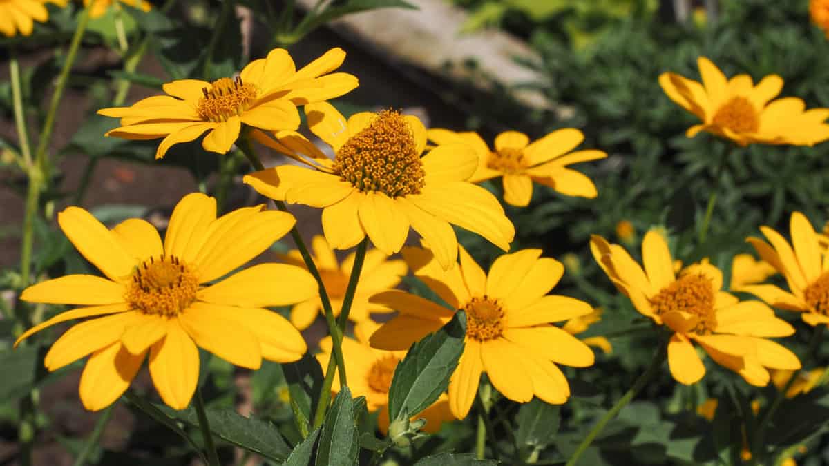 12 Fall Flowering Perennials to Brighten Up The Autumn Backyard