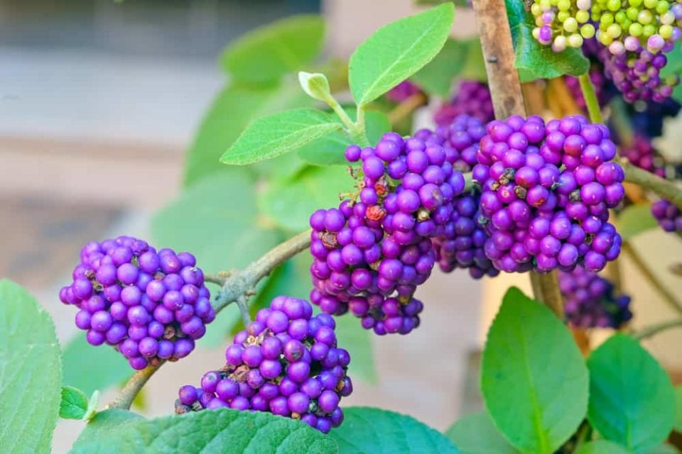 American Beautyberry: Grow & Care Guide + How To Use The Berries