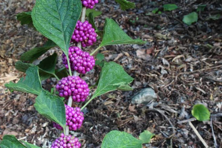 American Beautyberry: Grow & Care Guide + How To Use The Berries