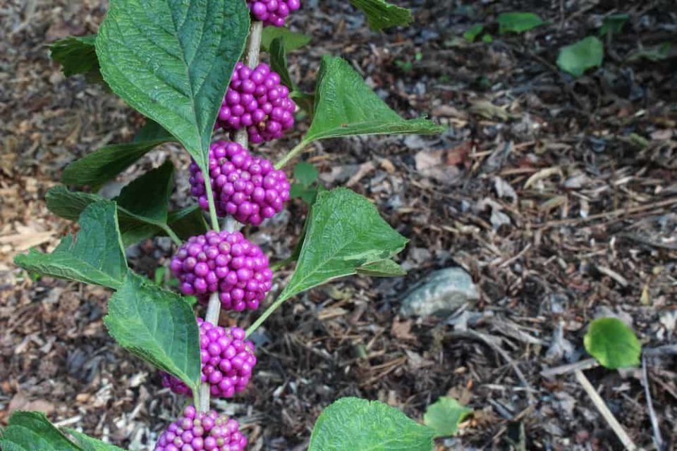 American Beautyberry: Grow & Care Guide + How To Use The Berries