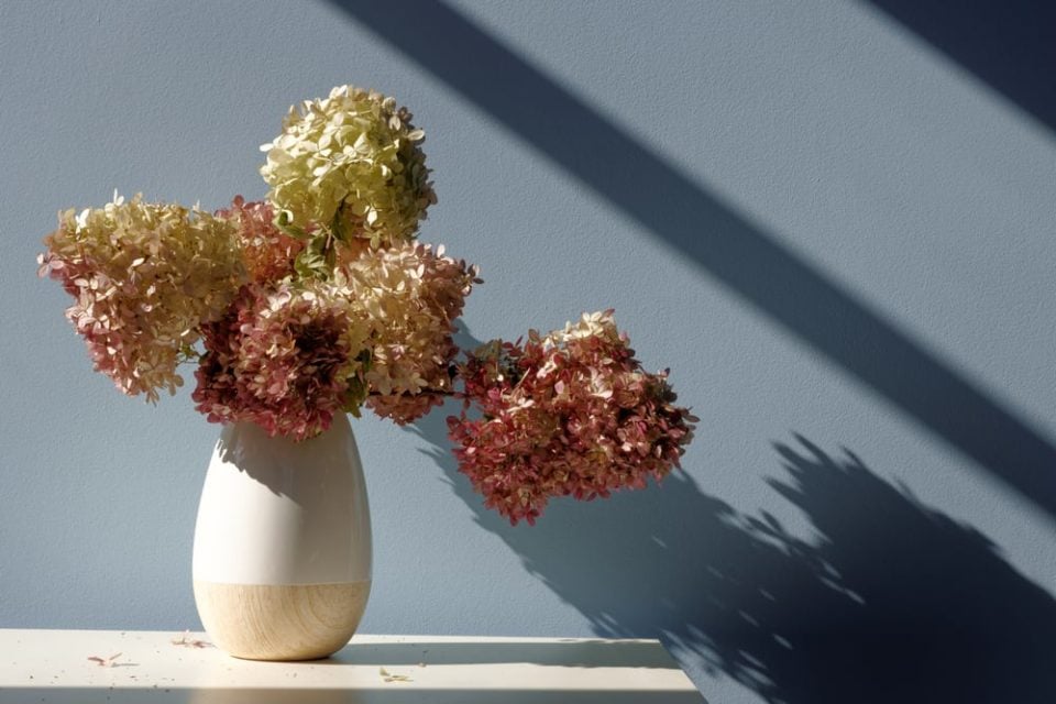 Fall Hydrangea Care: 4 Essential Autumn Jobs For Your Hydrangeas