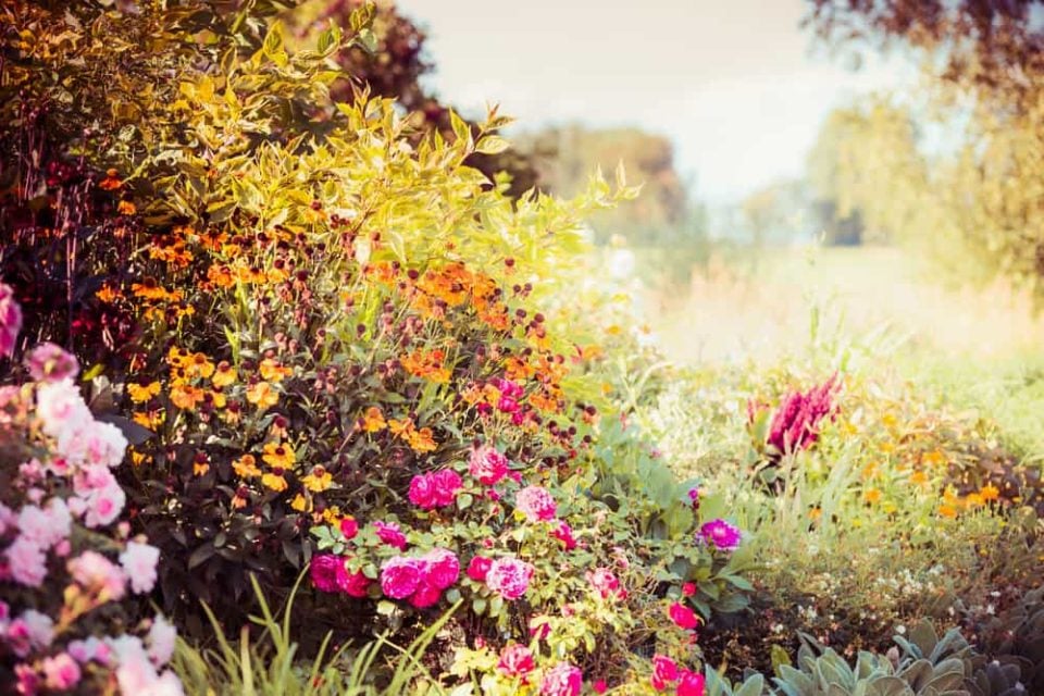 12 Fall Flowering Perennials to Brighten Up The Autumn Backyard