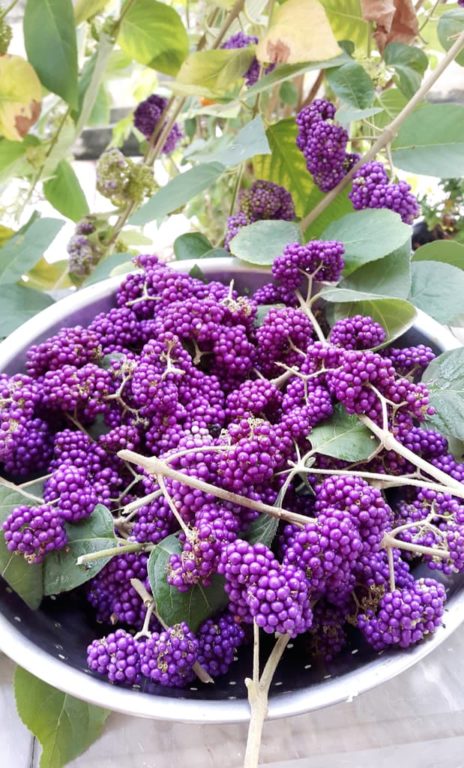 American Beautyberry: Grow & Care Guide + How To Use The Berries