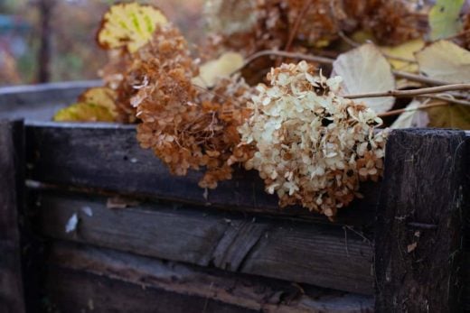 Fall Hydrangea Care: 4 Essential Autumn Jobs For Your Hydrangeas