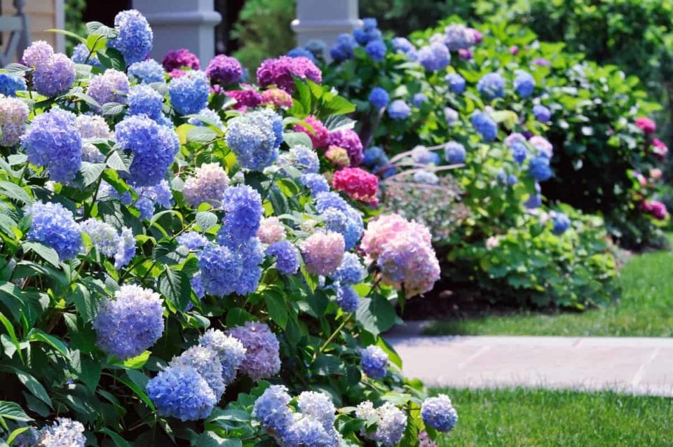 15 Front Yard Plants For Year-Round Curb Appeal