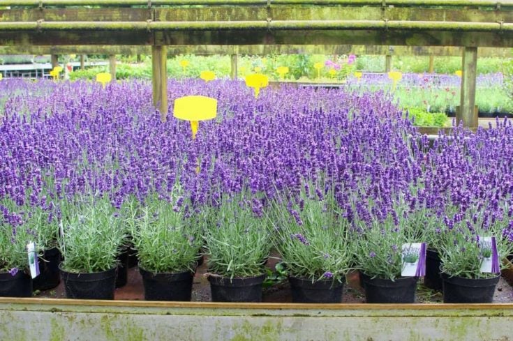 How To Propagate Lavender From Cuttings - Step-By-Step With Photos