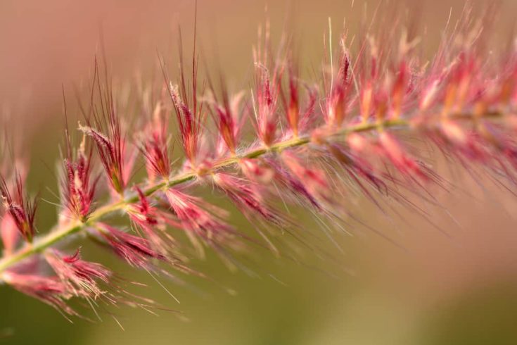 Purple Fountain Grass: Plant Care & Grow Guide
