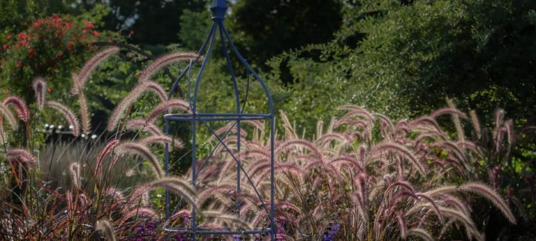 Purple Fountain Grass: Plant Care & Grow Guide