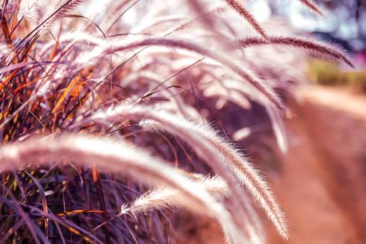 Purple Fountain Grass: Plant Care & Grow Guide