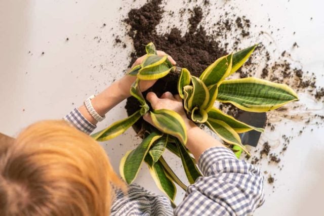 10 Common Snake Plant Problems & How To Fix Them