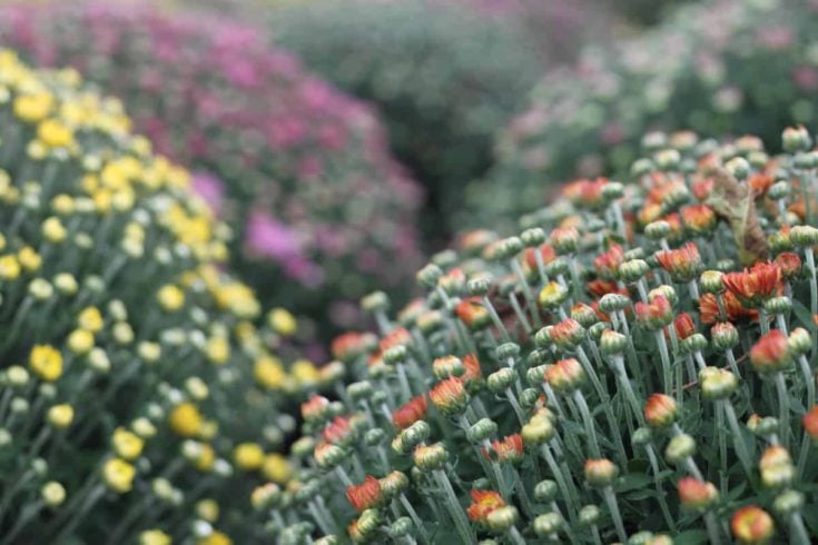 Deadheading Mums + More Tips to Make Chrysanthemums Last Longer