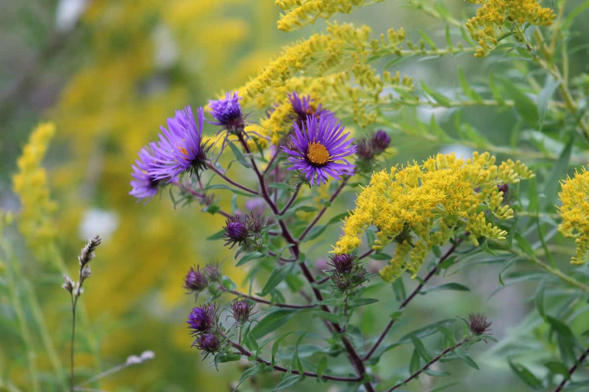 12 Fall Flowering Perennials to Brighten Up The Autumn Backyard