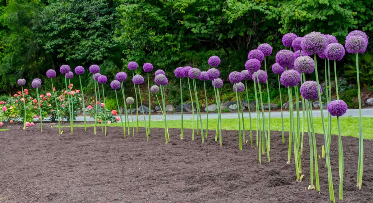 Planting Allium Bulbs & 15 Stunning Varieties To Try