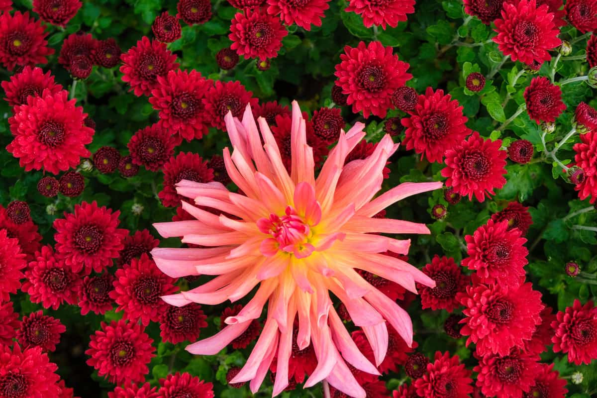 Deadheading Mums + More Tips to Make Chrysanthemums Last Longer