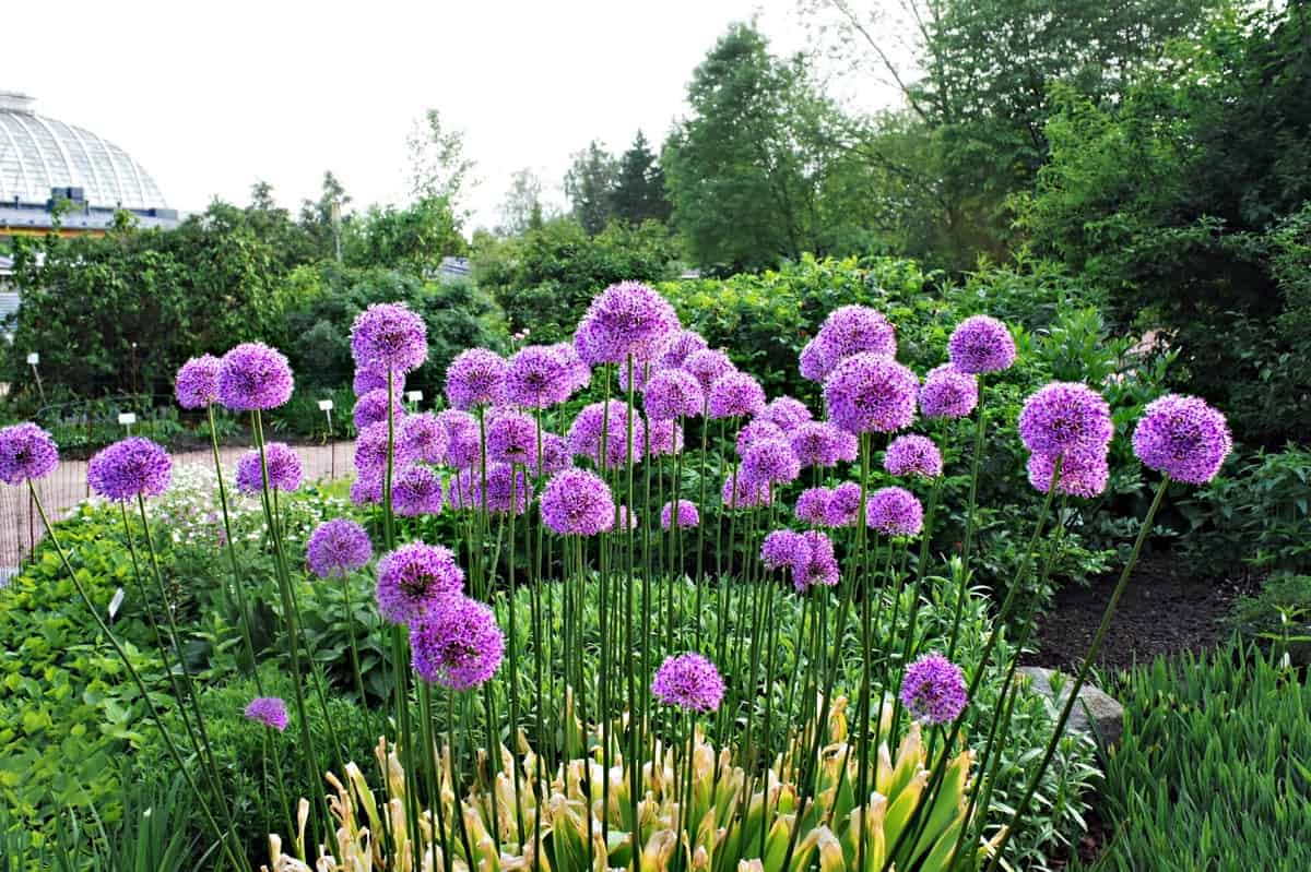 Planting Allium Bulbs & 15 Stunning Varieties To Try