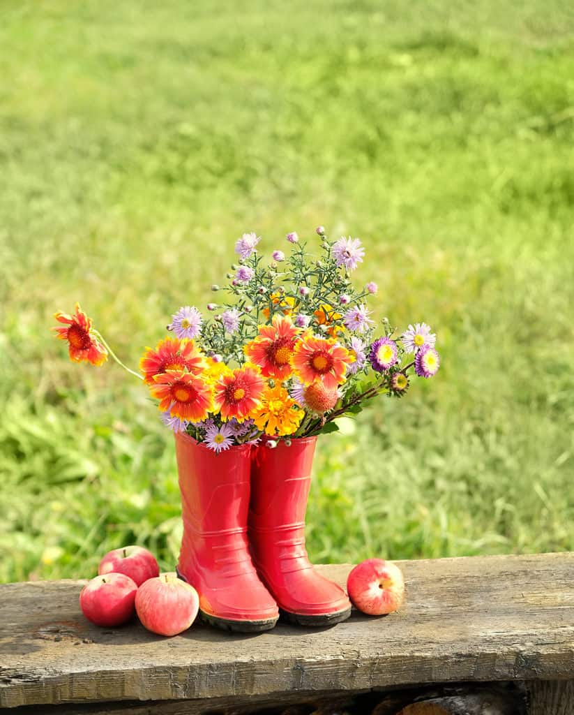 12 Fall Flowering Perennials to Brighten Up The Autumn Backyard