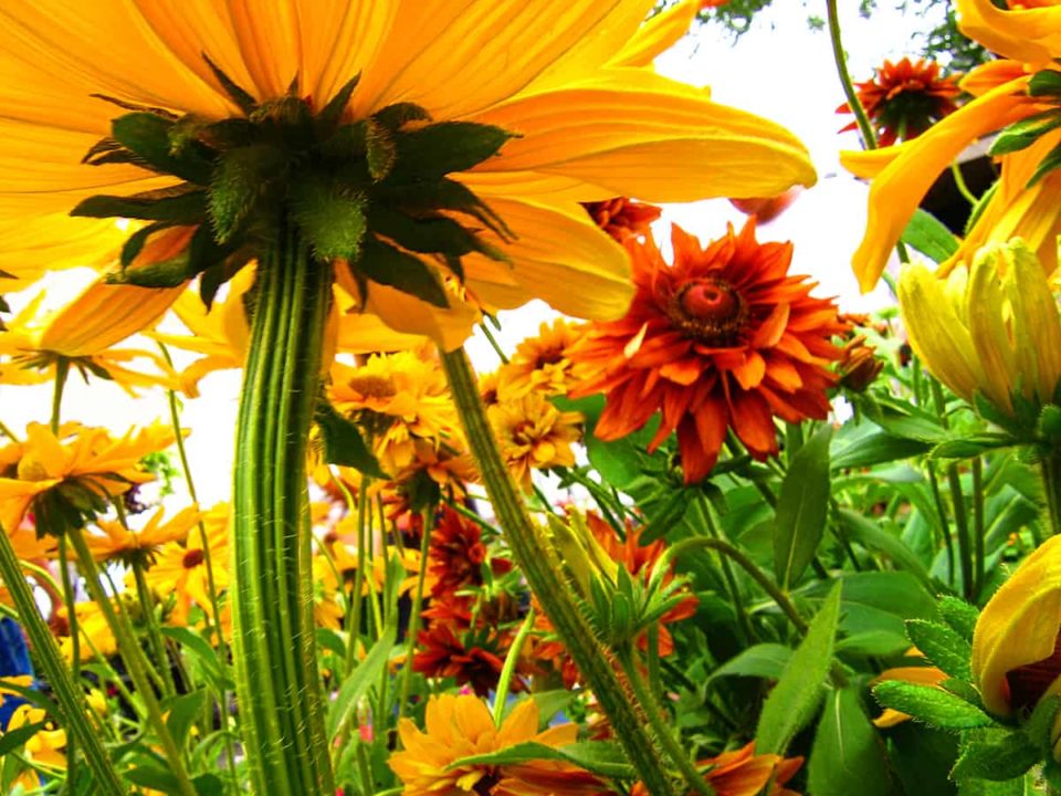 12 Fall Flowering Perennials to Brighten Up The Autumn Backyard