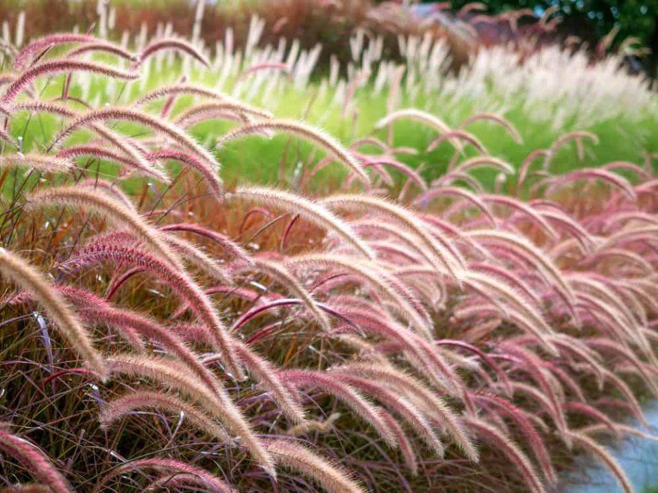 Purple Fountain Grass: Plant Care & Grow Guide