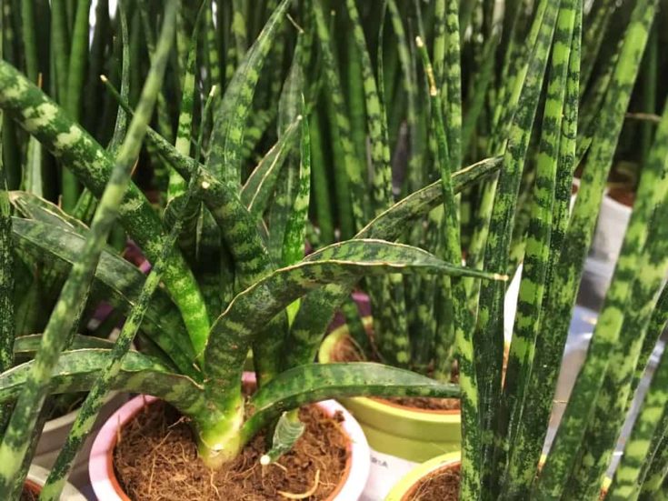 10 Common Snake Plant Problems & How To Fix Them