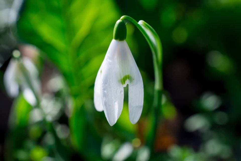 13 Plants For Winter Hanging Baskets