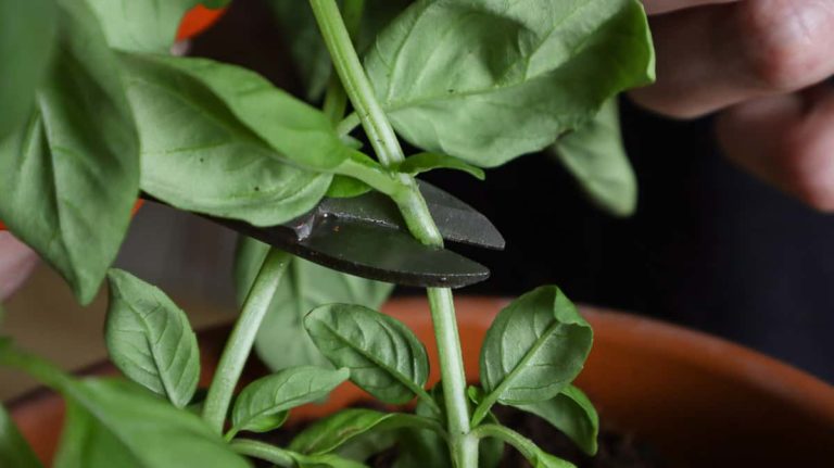 How To Propagate Basil From Cuttings In Soil Or Water