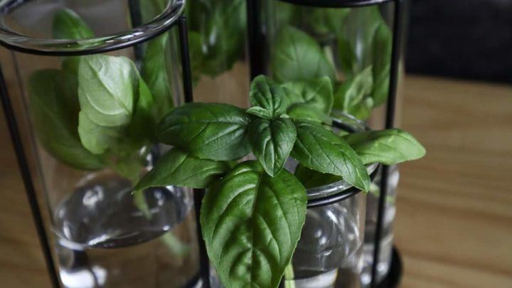How To Propagate Basil From Cuttings In Soil Or Water