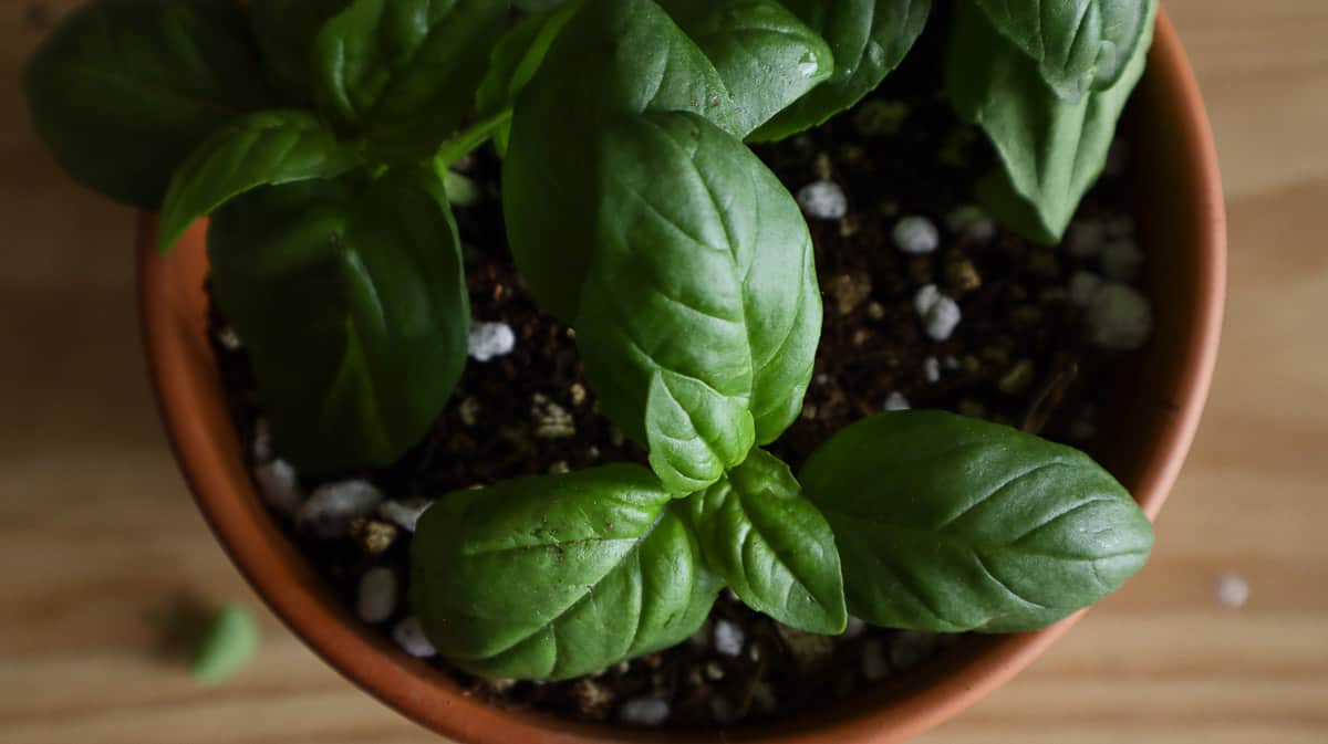 How To Propagate Basil From Cuttings In Soil Or Water | Dr Farrah MD