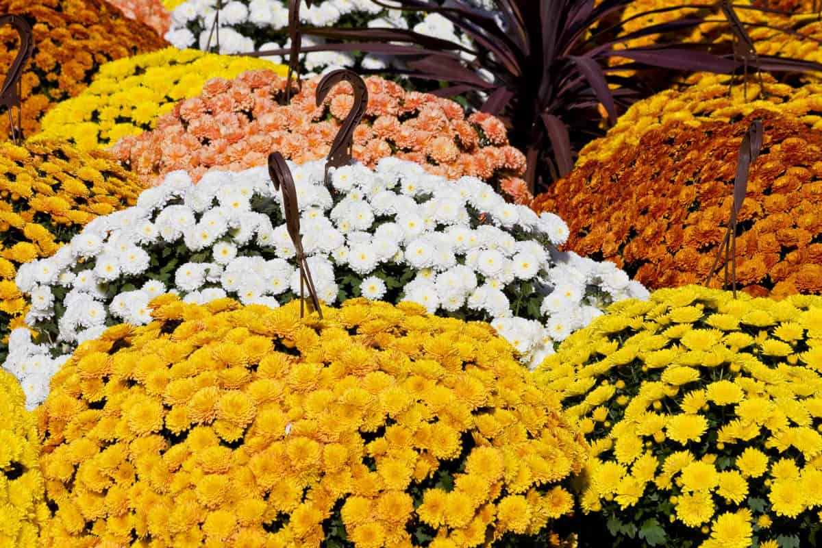 10 Best Plants for A Stunning Fall Hanging Basket