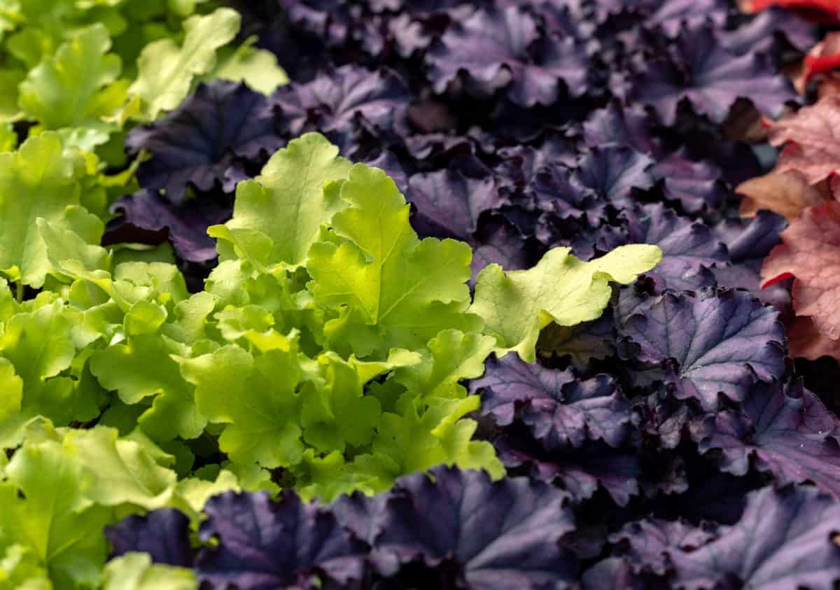 12 Best Plants For Stunning Fall Pots & Container Displays
