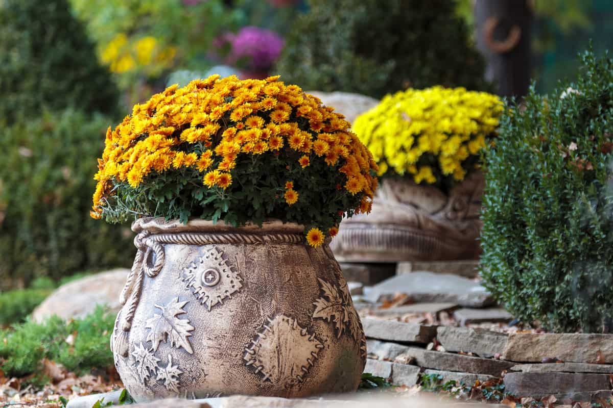 12 Best Plants For Stunning Fall Pots & Container Displays