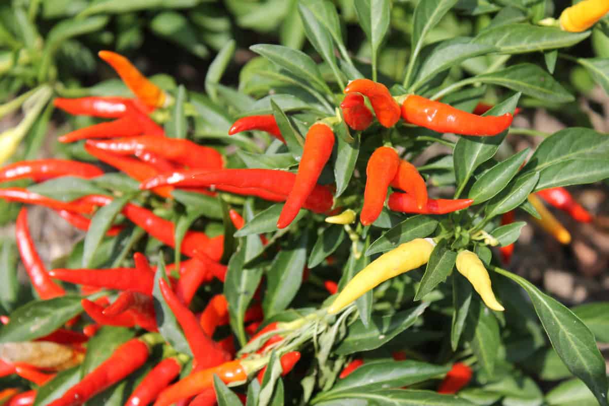12 Best Plants For Stunning Fall Pots & Container Displays