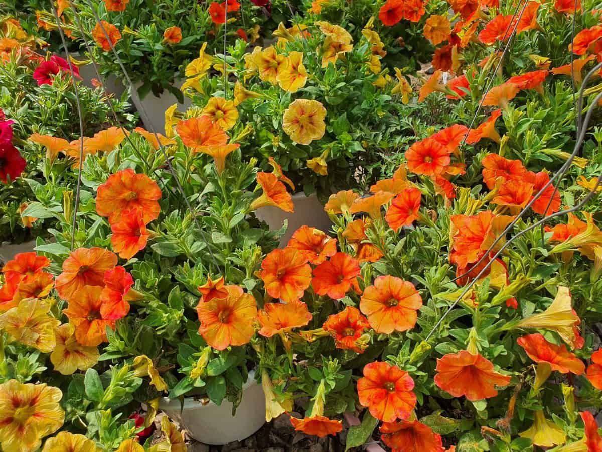 12 Best Plants For Stunning Fall Pots & Container Displays