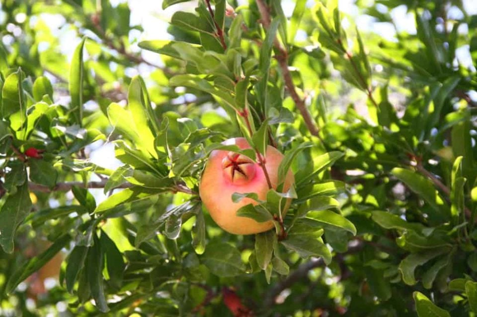 10 Edible Hedges to Create Privacy In Your Backyard