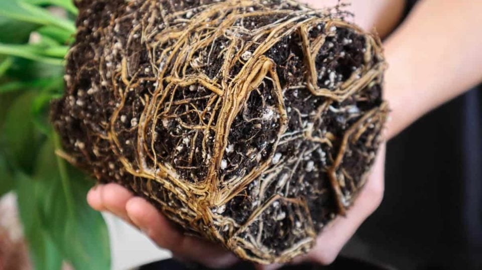 How To Repot A Peace Lily (& 5 Signs You Need To)