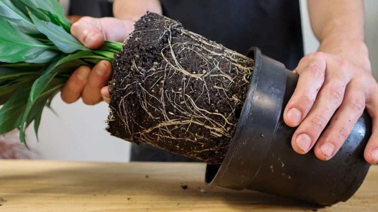 How To Repot A Peace Lily (& 5 Signs You Need To)