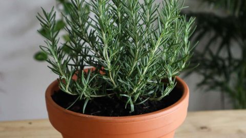 How To Propagate Rosemary From Cuttings: Step-By-Step With Photos