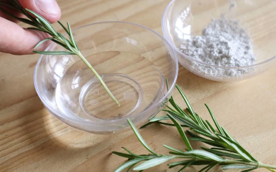 How To Propagate Rosemary From Cuttings: Step-By-Step With Photos