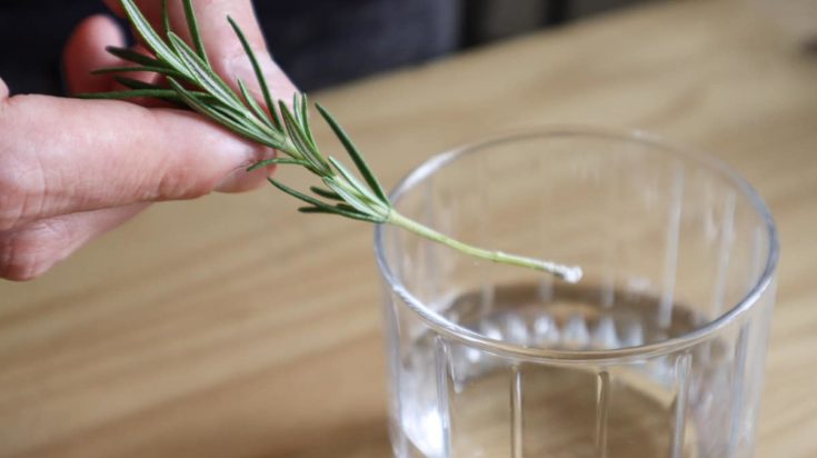 How To Propagate Rosemary From Cuttings: Step-By-Step With Photos