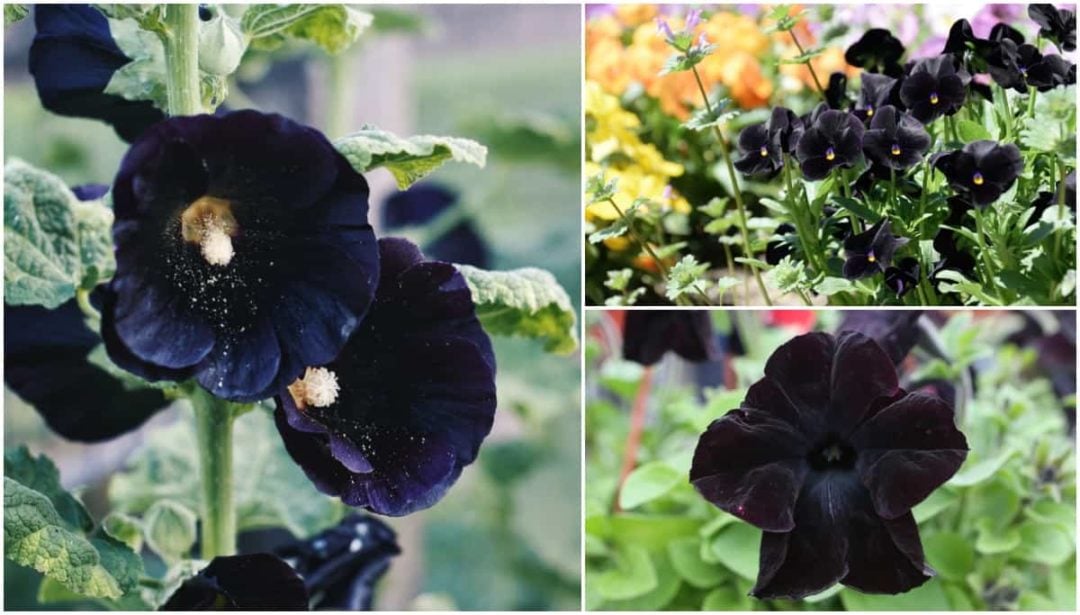 20 Plants With (Almost) Black Flowers For Your Backyard