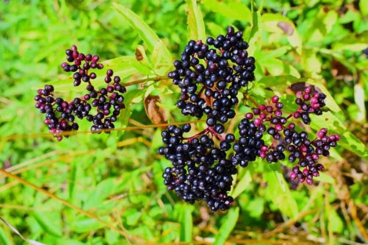 10 Edible Hedges to Create Privacy In Your Backyard